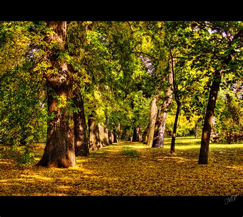 Papel de parede luz solar Árvores floresta cair natureza parque