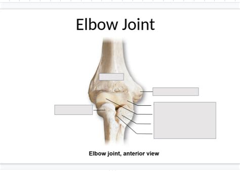 Elbow Joint Anterior View Diagram Quizlet