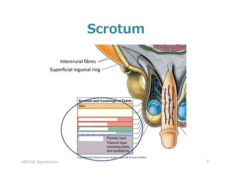 W Scrotum Diagram Quizlet