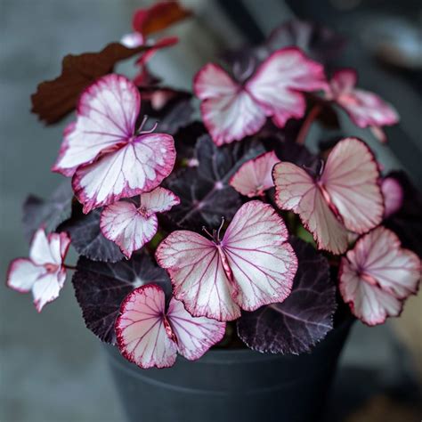 How To Grow Pink Begonias Pngland