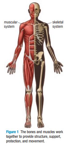 MUSCULOSKELETAL SYSTEM BIOLOGY