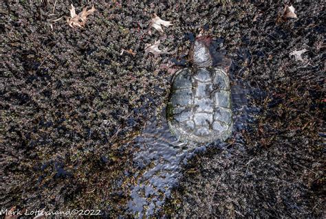 Drone Capture Of Common Snapping Turtle Ma Wild Cranberry Flickr