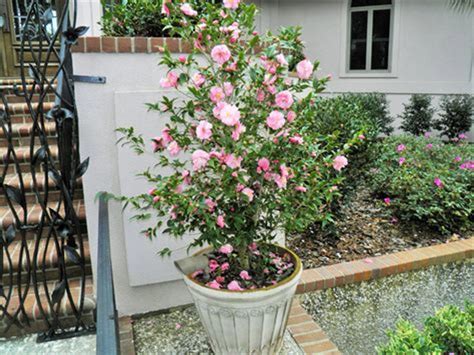 Buy Online Beautiful Camellia Plant In 7 Inch Pot