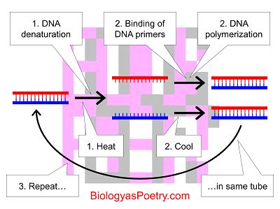 Polymerase Chain Reaction Biology As Poetry
