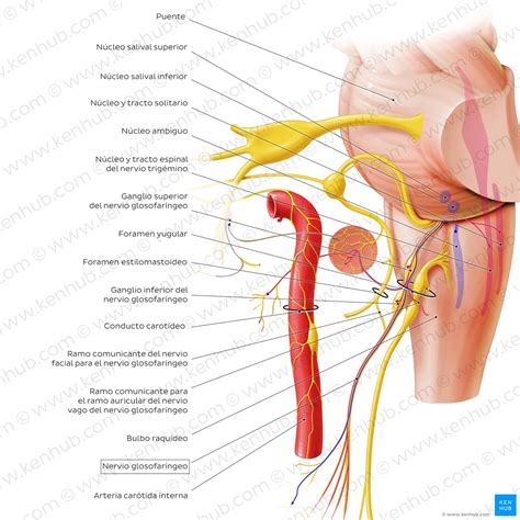Nervio glosofaríngeo Anatomía y función Kenhub