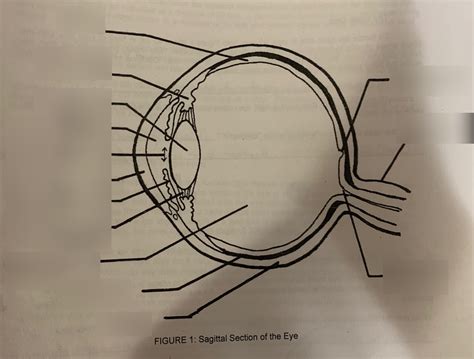 Sagittal Section Of The Eye Diagram Quizlet