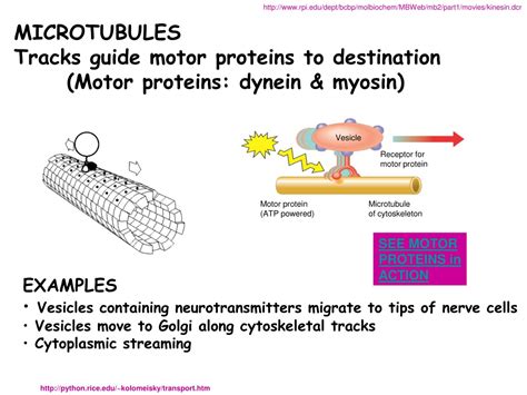 Ppt Cytoskeleton Cell Walls Ecm Powerpoint Presentation Id