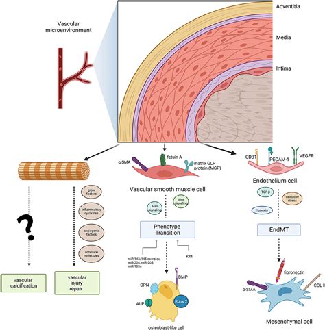 Frontiers Cellular Crosstalk In The Vascular Wall Microenvironment