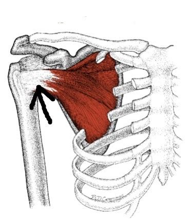 Shoulder Joint Flashcards Quizlet
