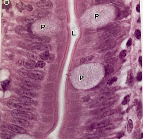 Histologie Barven Flashcards Quizlet