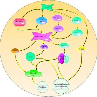 Schematic Diagram Summarizing The Mechanism Of CADM1 Inhibiting Ovarian