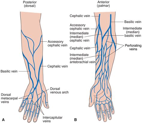 Arm Veins Diagram Arm Veins Anatomy Arteries Vein Nerves Lab