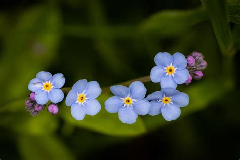 Nomeolvides Flores Planta Foto Gratis En Pixabay Pixabay