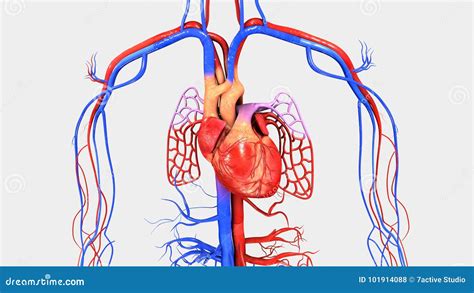 Corazón Con El Sistema Circulatorio Stock de ilustración Ilustración