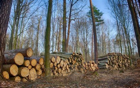 Recursos Forestales Apuntes Sobre Sus Sostenibilidad Prometheo CDA