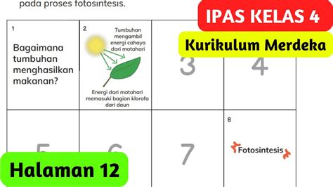 Membuat Ilustrasi Tahapan Proses Fotosintesis Pada Daun Youtube