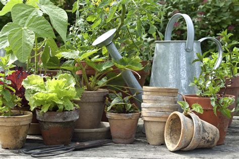 Plantes aromatiques à planter en juin liste PagesJaunes