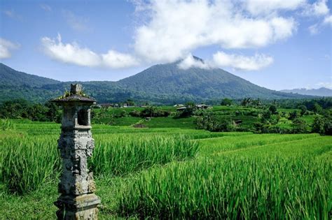 Jatiluwih Rice Terraces In Bali Green Land Trekking In Indonesia