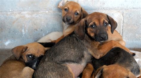 Moreno Pet Blog Dia Nacional Dos Animais Abandonados