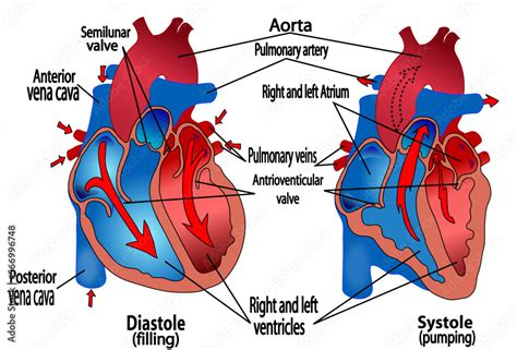 Progress Of Blood Through Heart Cardiac Cycle With Heart Diastole And