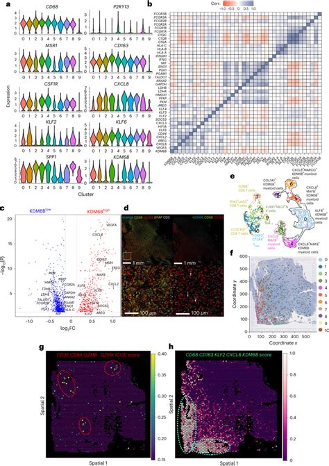 KDM6Bhigh Intratumoral Myeloid Cells Are Immune Suppressive A Violin