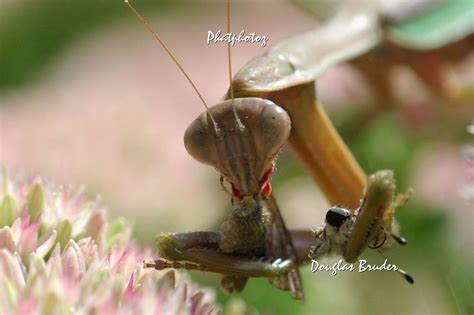 Mantis Shutterbug