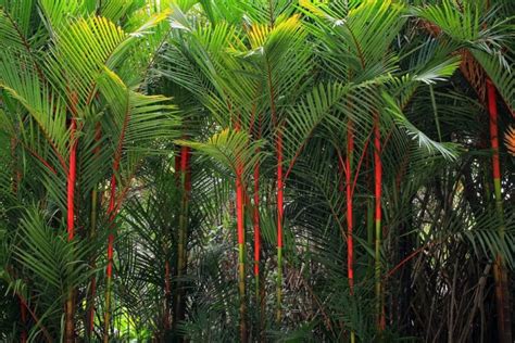 Types Of Palm Trees Complete Identification Guide With Images And Facts