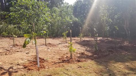 Fornecimento e Plantio de Mudas RESILIÊNCIA FLORESTAL
