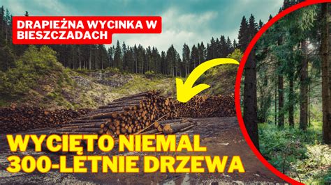 Rze Drzew W Bieszczadach W Otulinie Parku Narodowego