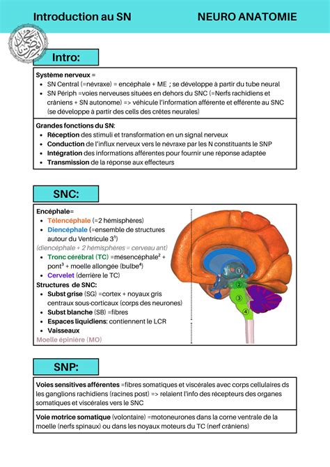 SOLUTION Introduction Au Systeme Nerveux Studypool