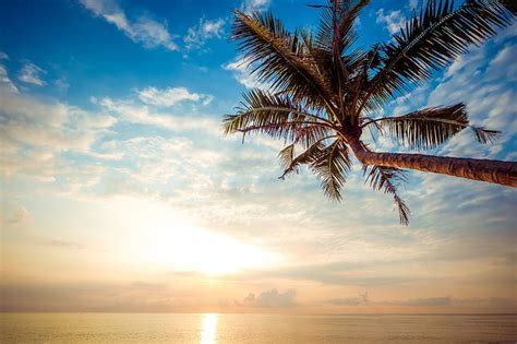 砂 海 波 ビーチ 夏 日没 ヤシの木 海岸 海景 美しい 楽園 手のひら トロピカル HDデスクトップの壁紙