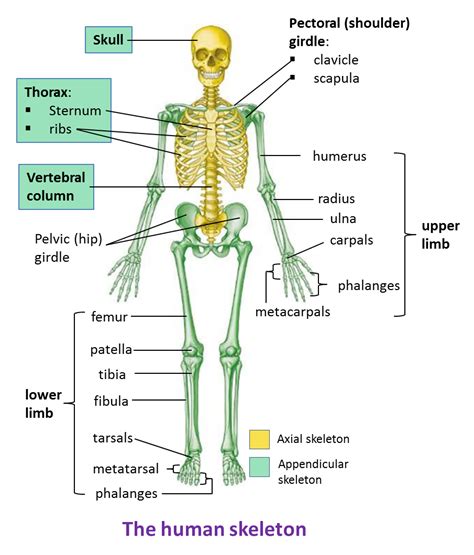 2 1 1 The Human Skeleton SPM Biology