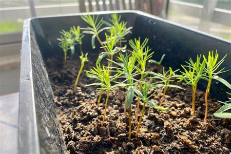Cómo germinar semillas de pepino Huerto en casa