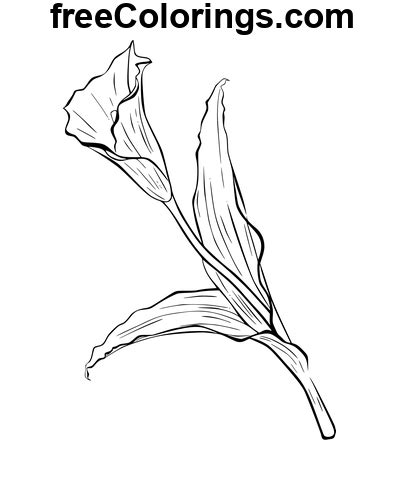 Perfect Calla Lily Free Printable Coloring Pages