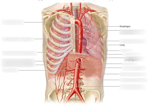 Arteries Chest Diagram Quizlet