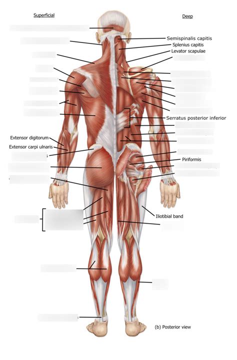 Muscles Posterior View Diagram Quizlet