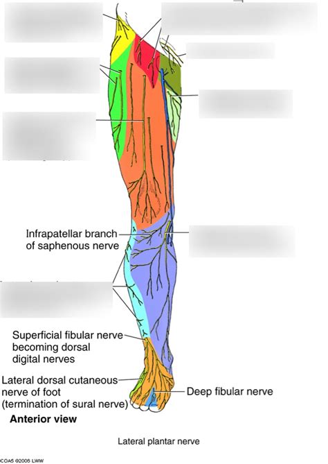 Anterior Thigh Sensory Diagram Quizlet
