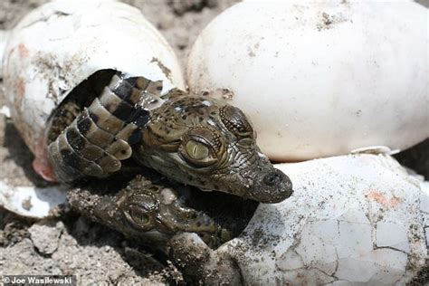 Découvrez les premiers crocodiles non accouplés au monde