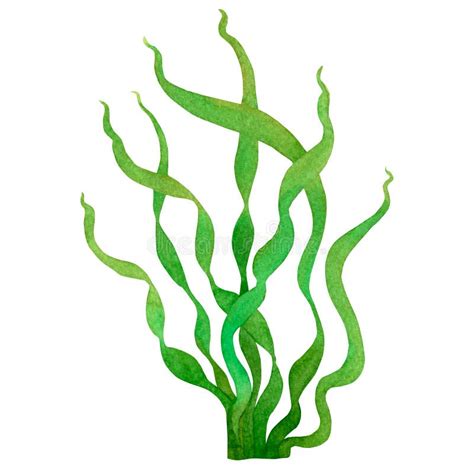 Sea Weed Clipart