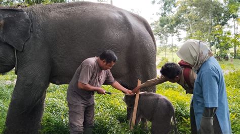 Bayi Gajah Betina Lahir Di Taman Nasional Way Kambas Lampung Galeri Foto