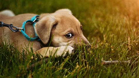Consejos Para Ayudar Al Perro A Superar El Miedo A Las Personas