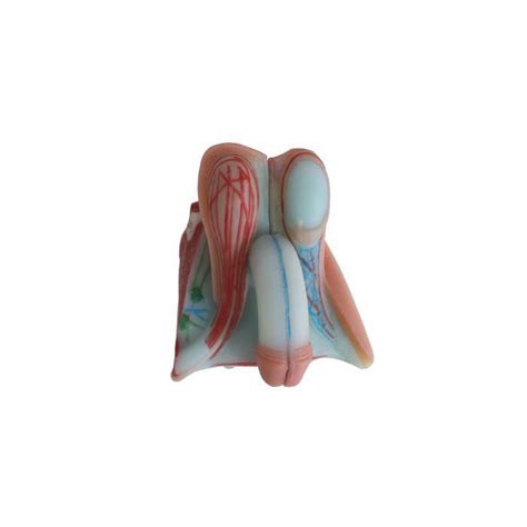 Anatomisches Modell der männlichen Geschlechtsorgane US 05