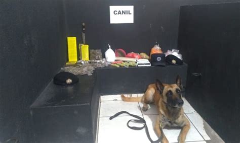 ajuda do cão de faro HERUS da GCM de Salto encontra drogas