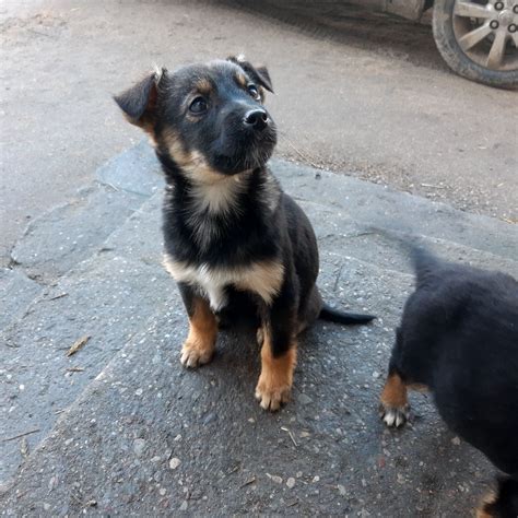 Oddam szczeniaki w dobre ręce Zgniłobłoty OLX pl