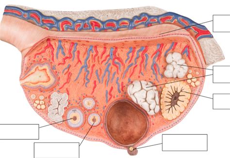 Ovary Diagram Quizlet