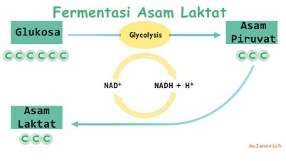Pada Fermentasi Asam Laktat Dan Molekul Glukosa