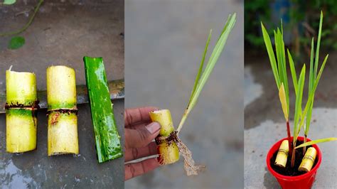 Simple Method How To Grow Sugarcane Tree In A Sugercane With Aloevera