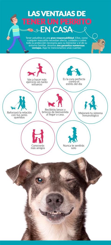Beneficios De Tener Perro