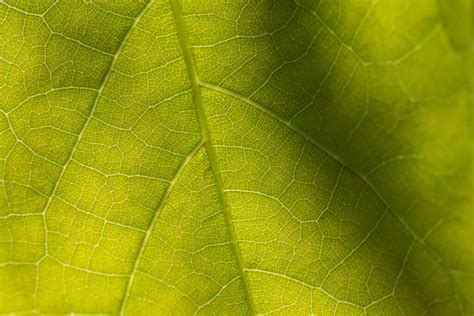 Close Up Details Of A Green Leaf Free Nature Stock Photo