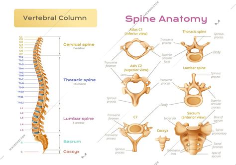 Vertebrae Spinal Cord Anatomy Infographics With Scientific Image Of